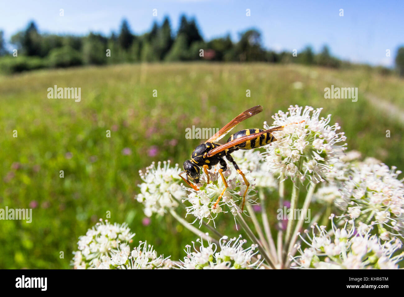 European Paper Wasp (Polistes dominulus) in meadow, Bavaria, Germany ...