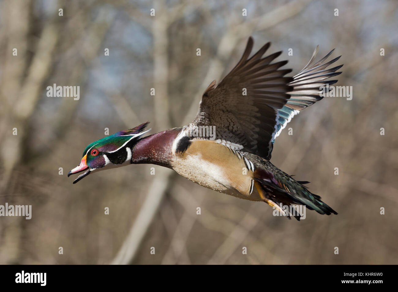 Wood Duck (Aix sponsa) male flying and calling, central Montana Stock ...