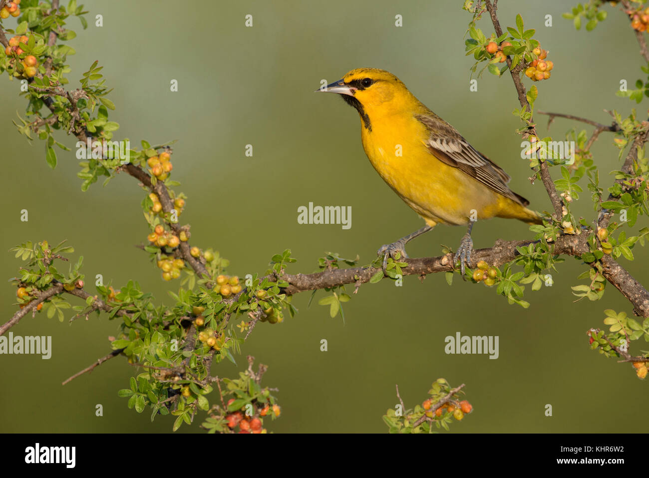 Bullock's Oriole (Icterus bullockii) male, Arizona Stock Photo - Alamy