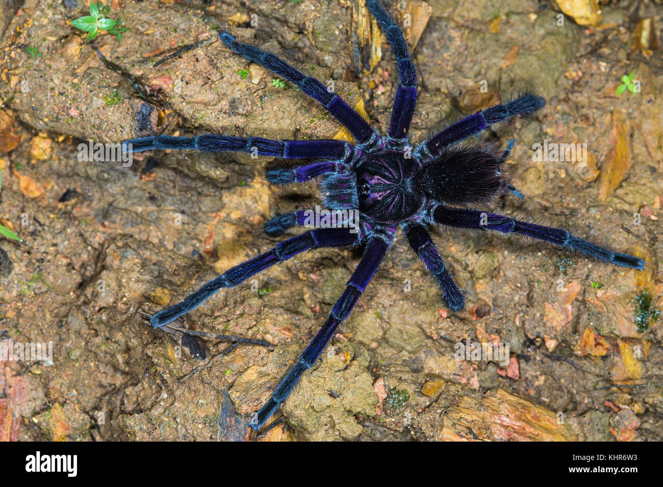Ecuadorian Blue Tarantula