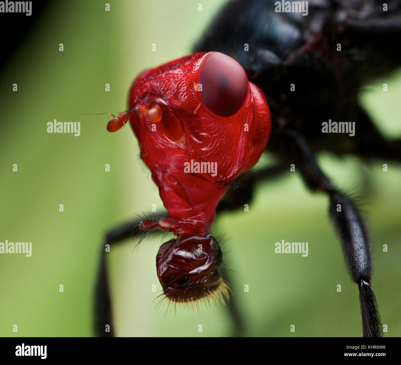 Signal Fly (Bromophila caffra), Udzungwa Mountains National Park ...