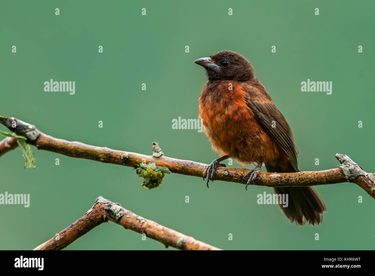Crimson-backed Tanager (Ramphocelus dimidiatus) female, Guacharo Cave ...