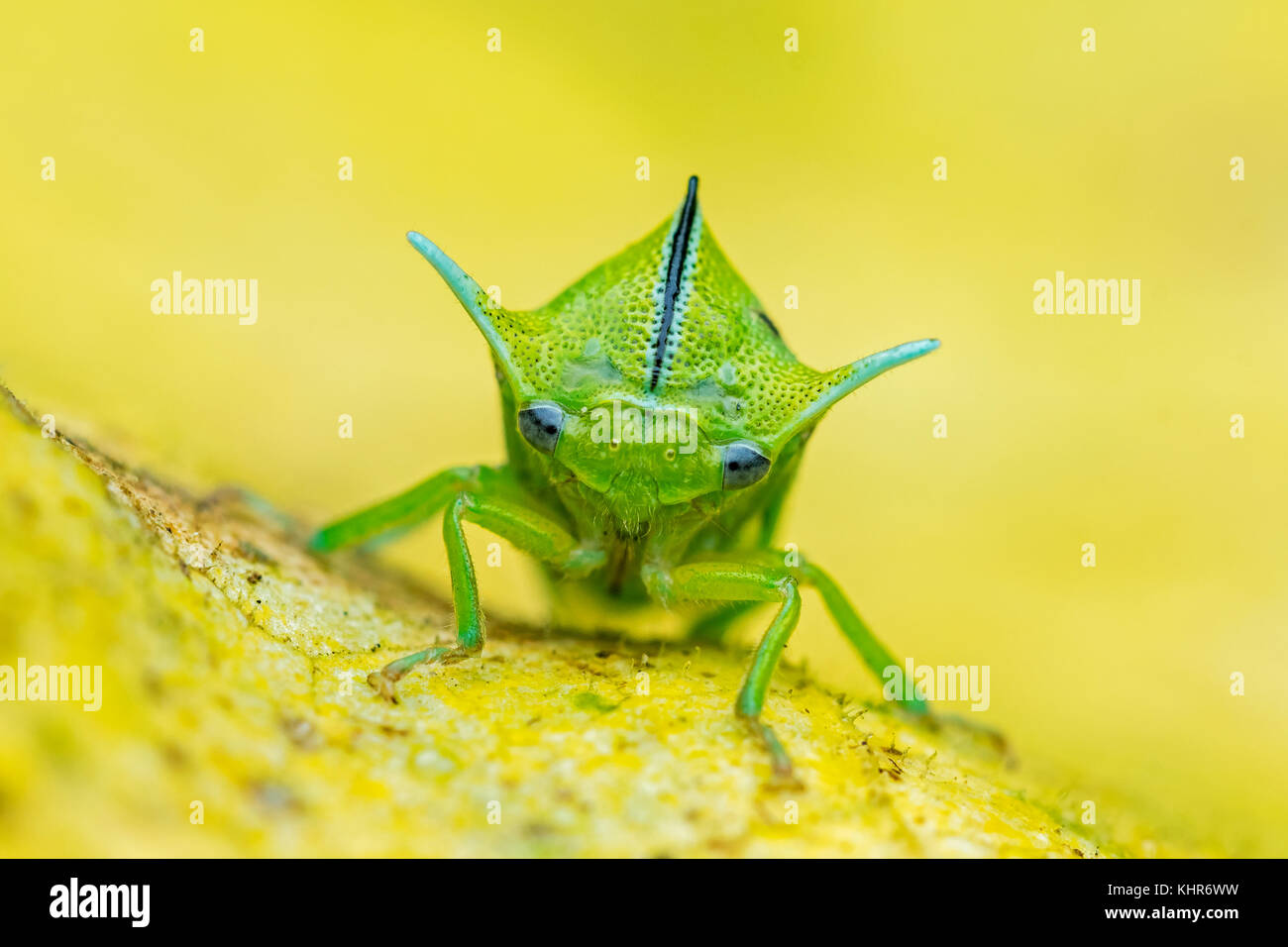 Treehopper (Membracidae), Chicaque Natural Park, Colombia Stock Photo ...