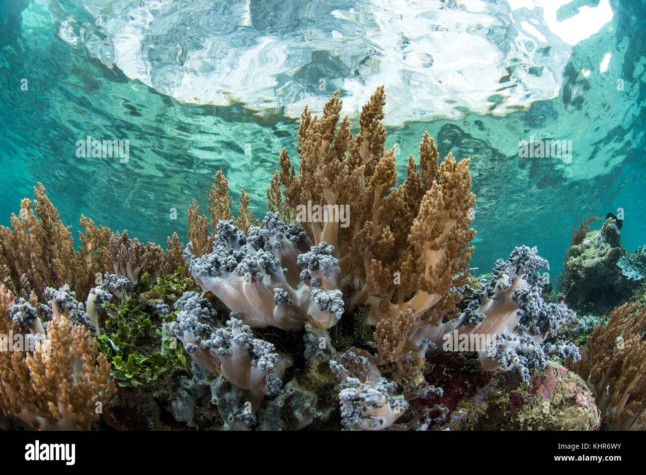 Soft Coral (Nephthea sp), Raja Ampat Islands, Indonesia Stock Photo - Alamy