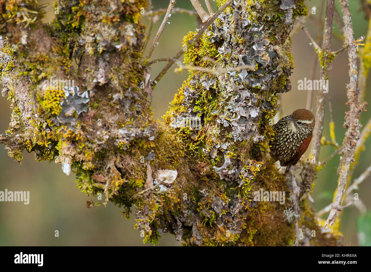 Pearled Treerunner (Margarornis squamiger) foraging, Ecuador Stock ...