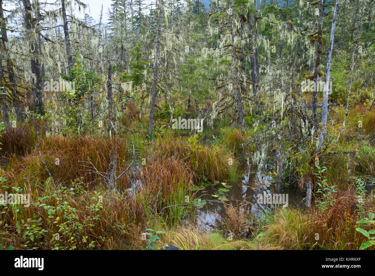 "Bog vegetation and dead trees with moss in autumn, Dease Lake Highway ...