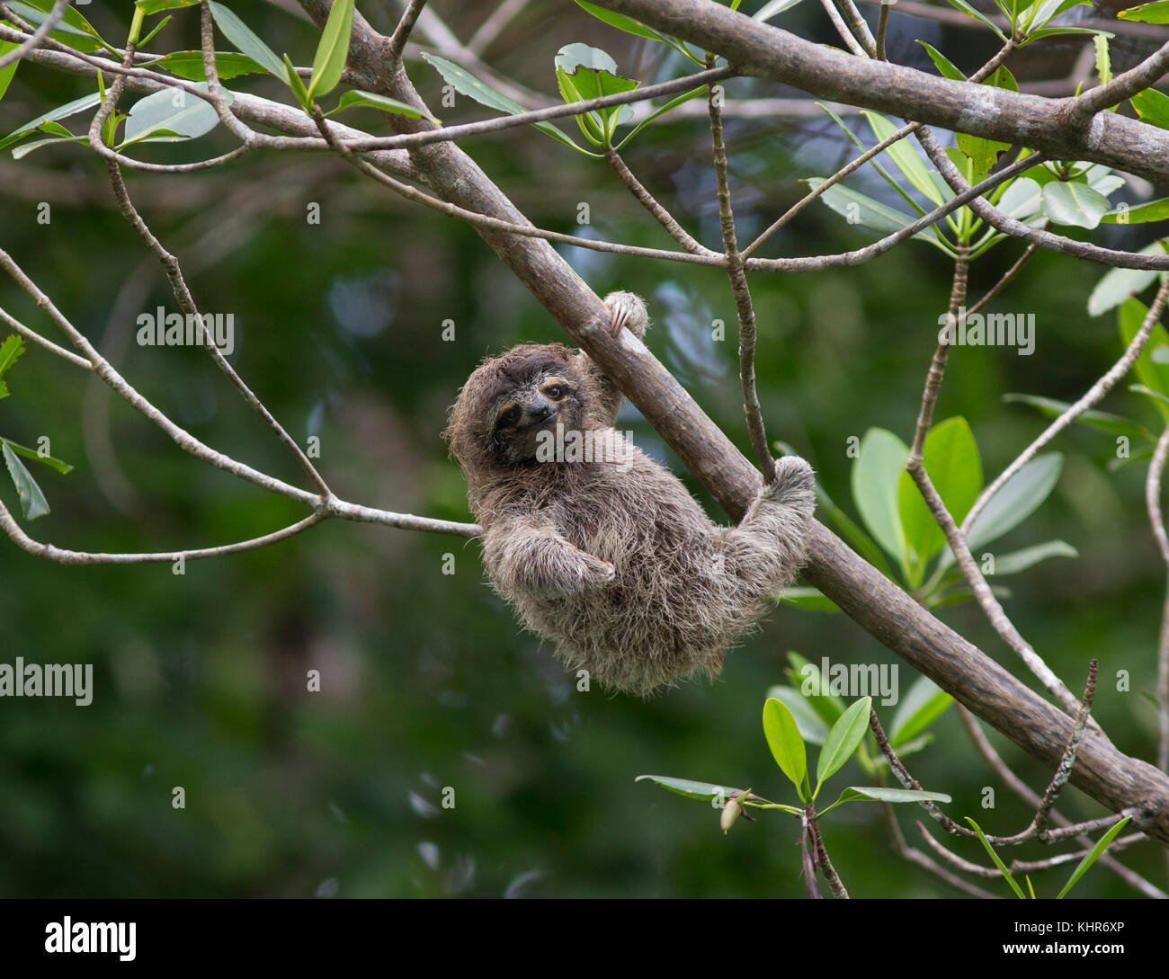 Pygmy Three-toed Sloth (Bradypus pygmaeus) four month old baby, Isla ...