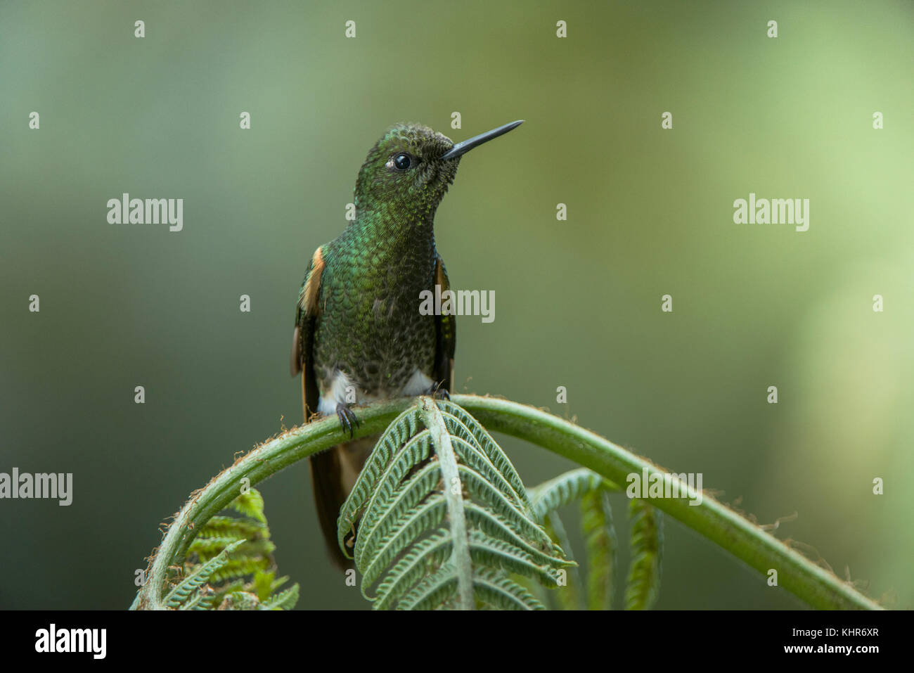 Buff-tailed Coronet (Boissonneaua flavescens) hummingbird, western ...