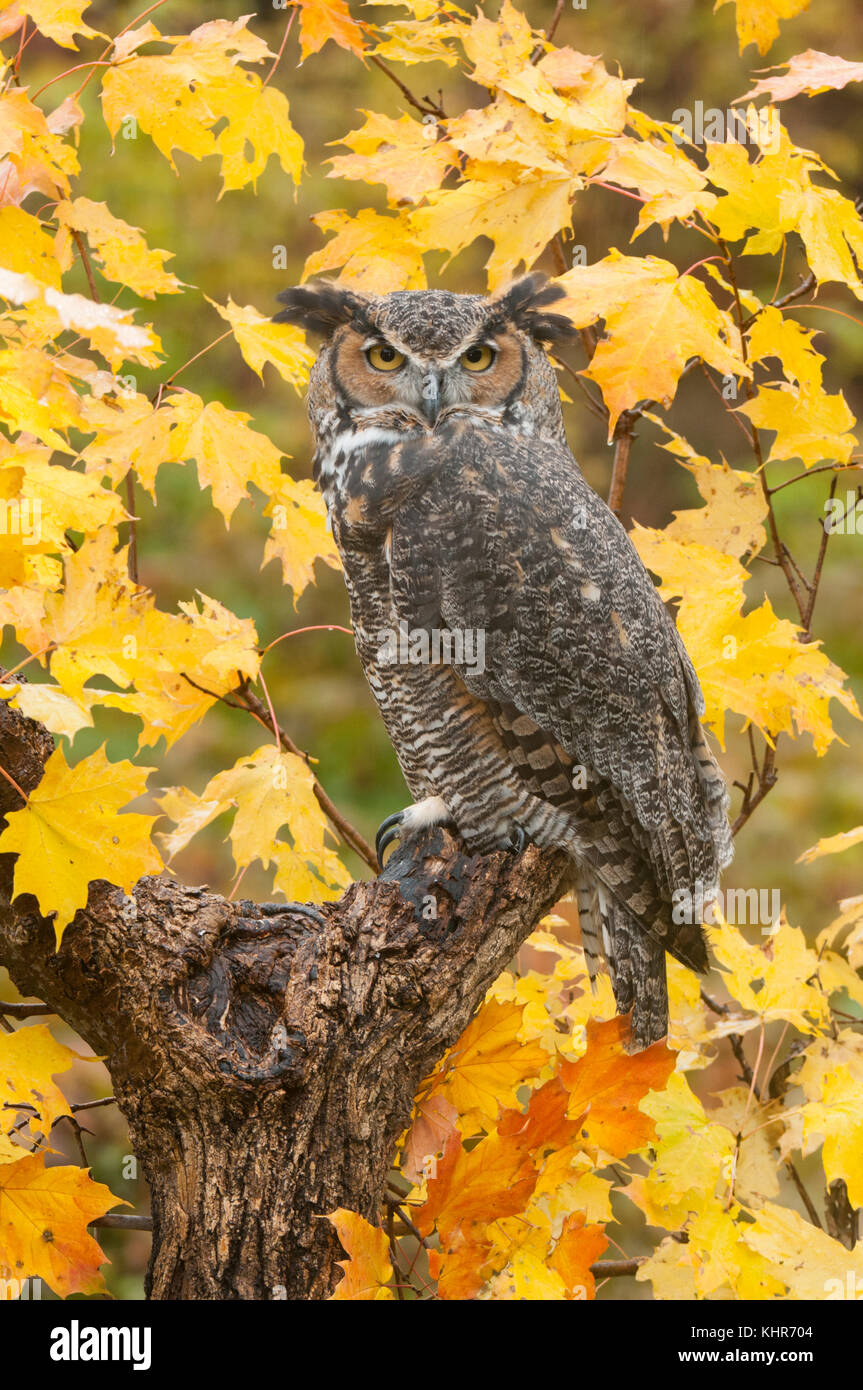 Great Horned Owl (Bubo virginianus), Howell Nature Center, Michigan ...