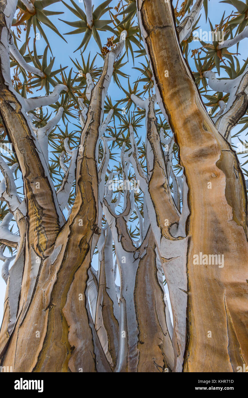 Quiver Tree (Aloe dichotoma) trunk, Namib Desert, Namibia Stock Photo ...
