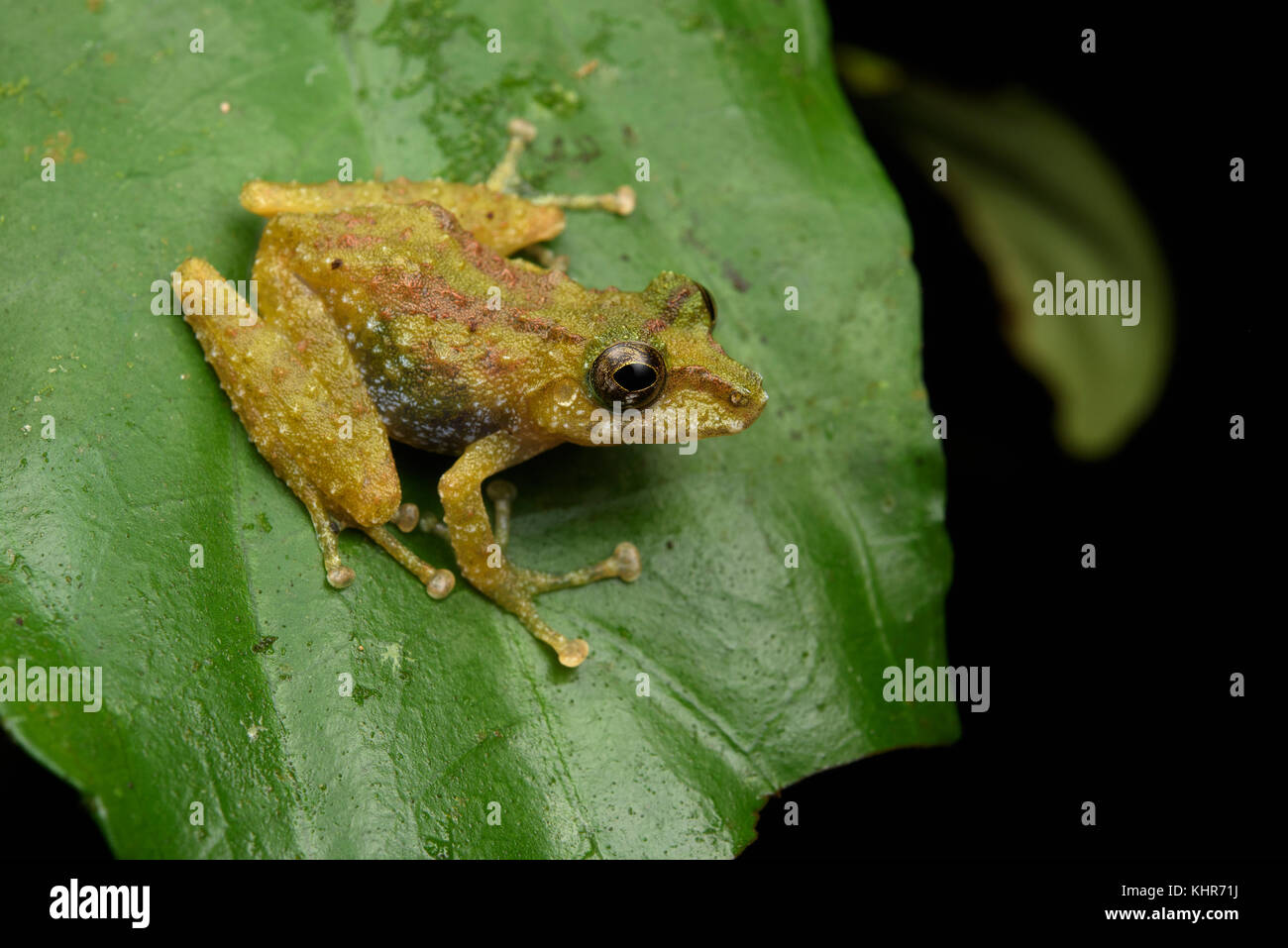 Gunung Mulu Bubble-nest Frog (Philautus tectus) female, Gunung ...