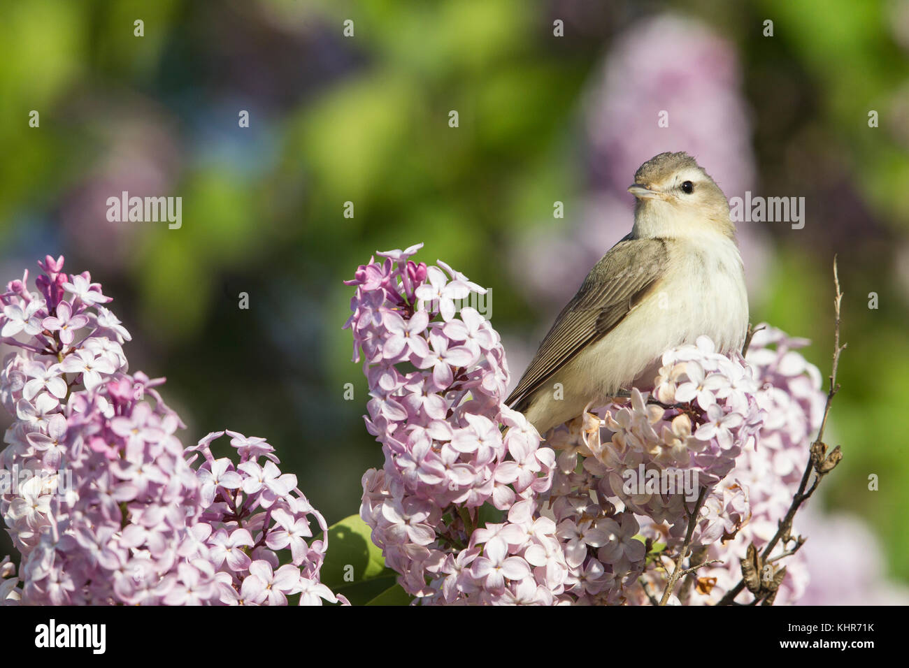 Eastern Warbling-Vireo (Vireo gilvus) male in Lilac (Syringa sp) bush ...