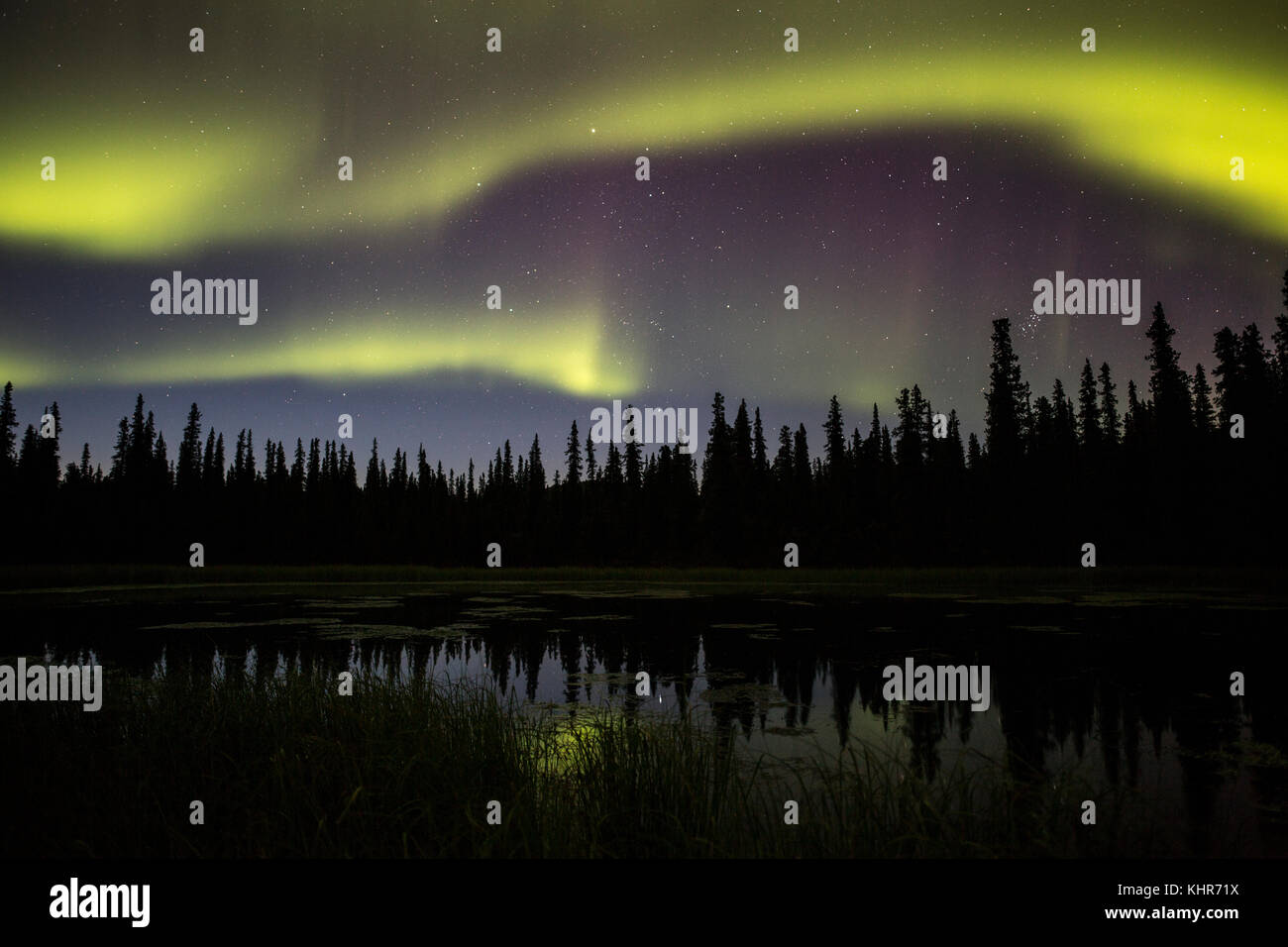 Northern lights above taiga and lake, Denali National Park, Alaska ...