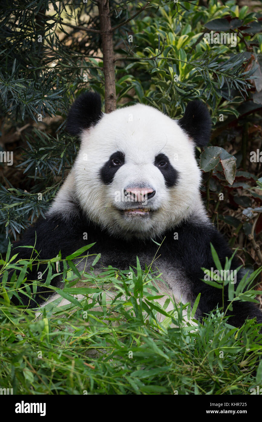 Giant Panda (Ailuropoda melanoleuca), native to China Stock Photo - Alamy