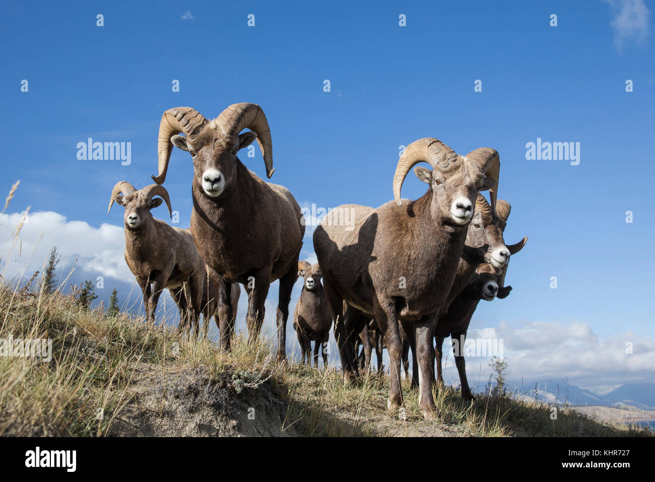 Bighorn Sheep (Ovis canadensis) rams, western Alberta, Canada Stock ...