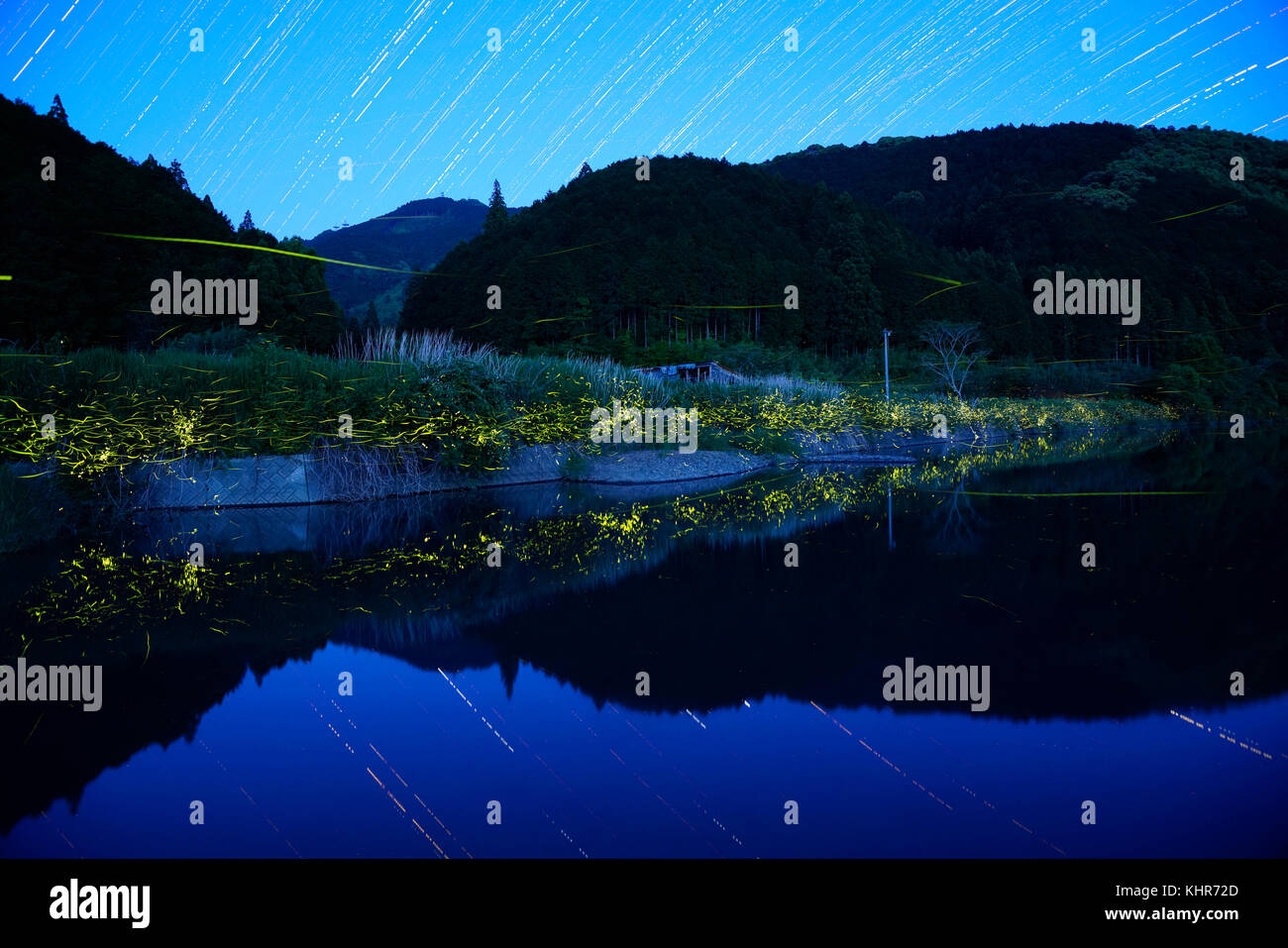 Japanese Firefly (Luciola cruciata) group flying along river at night ...