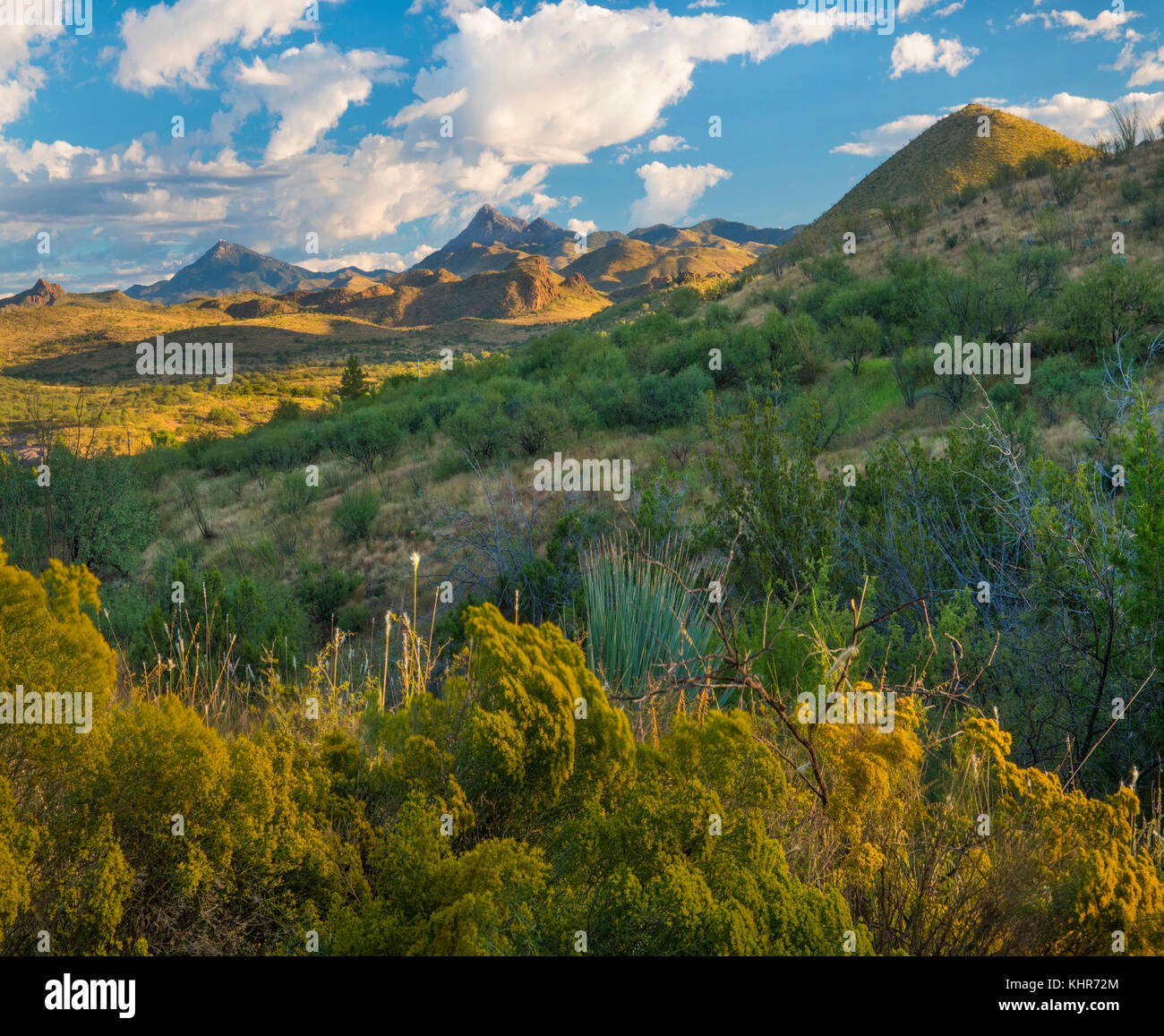 Chamisa (Atriplex canescens) bushes in shrubland, Santa Rita Mountains ...