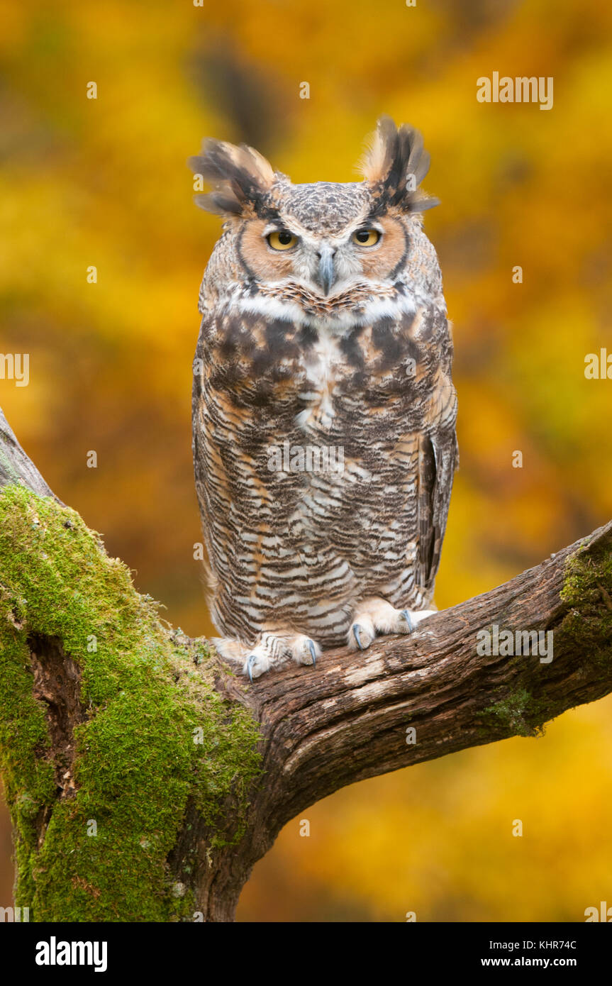 Great Horned Owl (Bubo virginianus), Howell Nature Center, Michigan ...