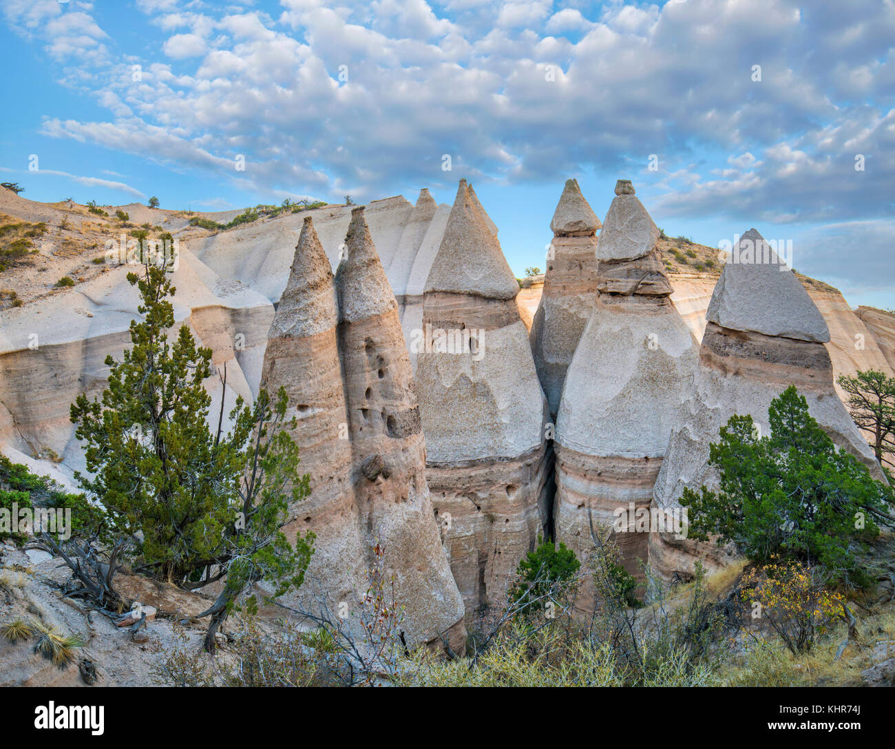 Ponderosa Pine (Pinus ponderosa) tree and eroded rock formation, Kasha ...