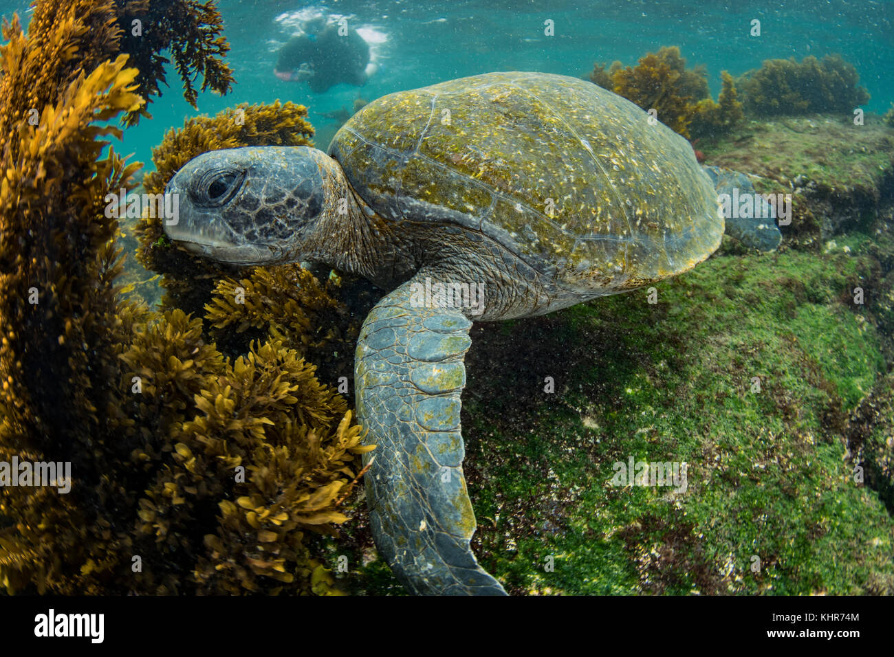 Pacific Green Sea Turtle (Chelonia mydas agassizi), Elizabeth Bay ...