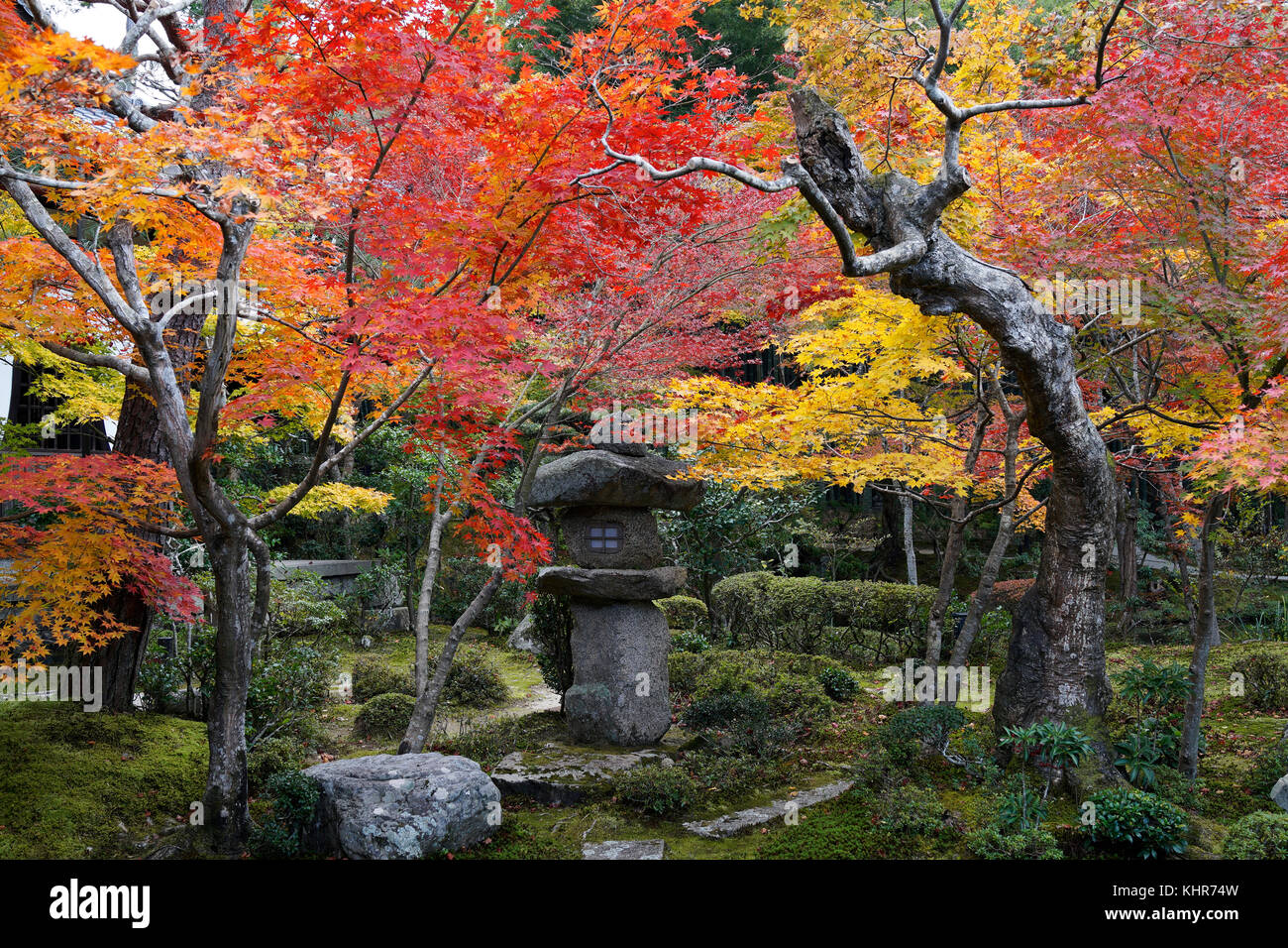 Japanese Maple (Acer palmatum) trees in fall, Kyoto, Japan Stock Photo ...