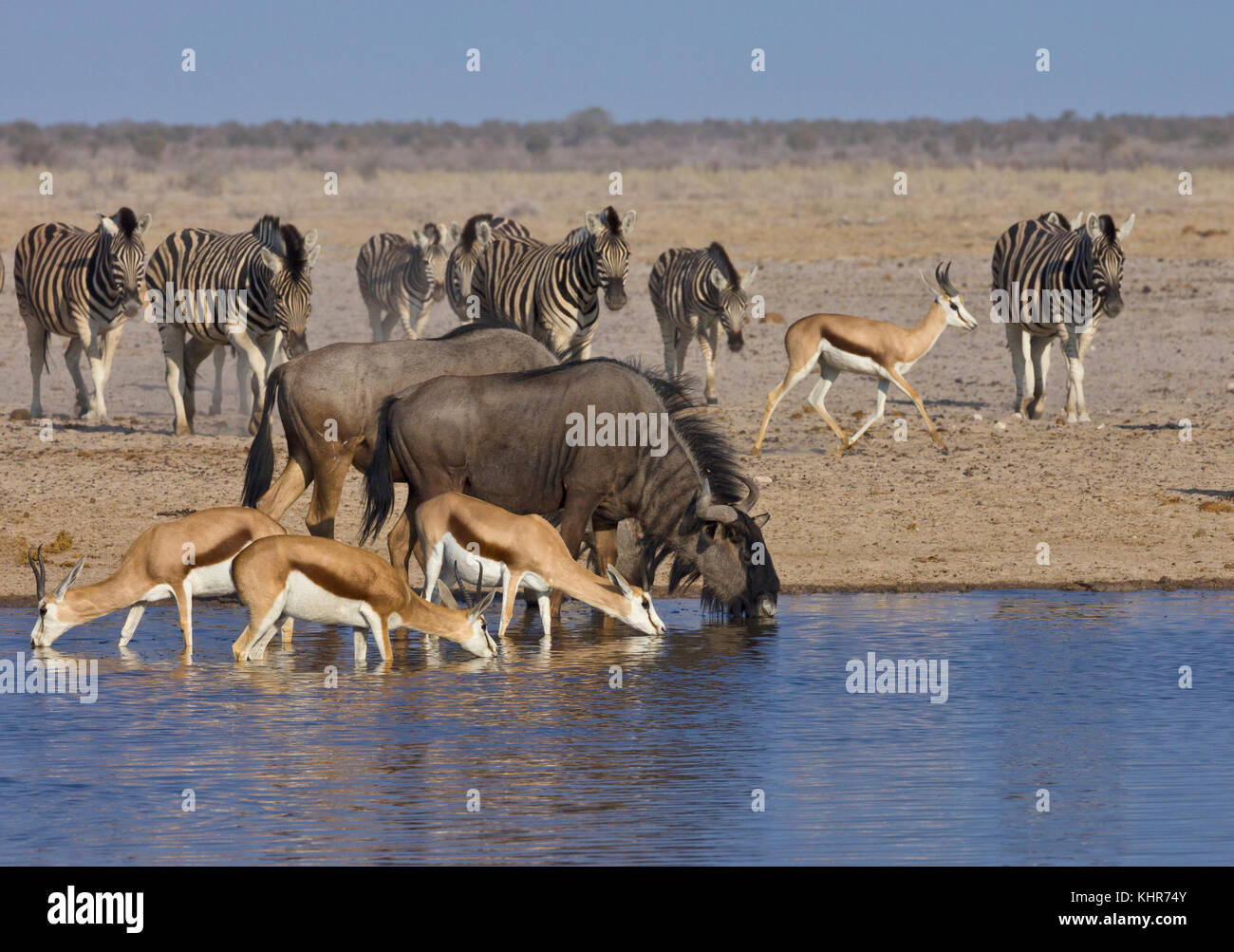 Blue Wildebeest (Connochaetes taurinus) pair, Springbok (Antidorcas ...