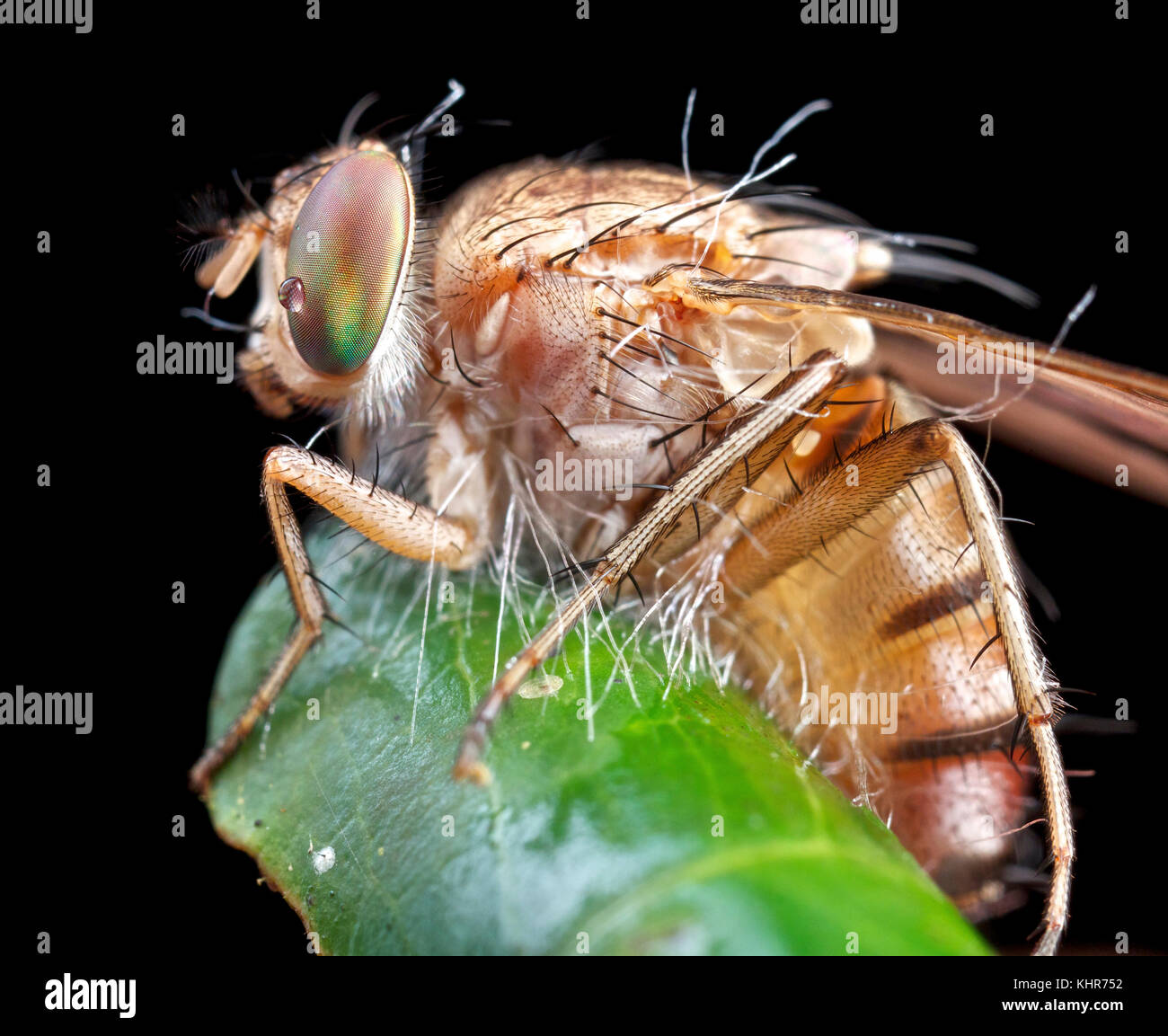 Fruit Fly (Tephritidae) with fungal infection, Ankarafantsika National ...