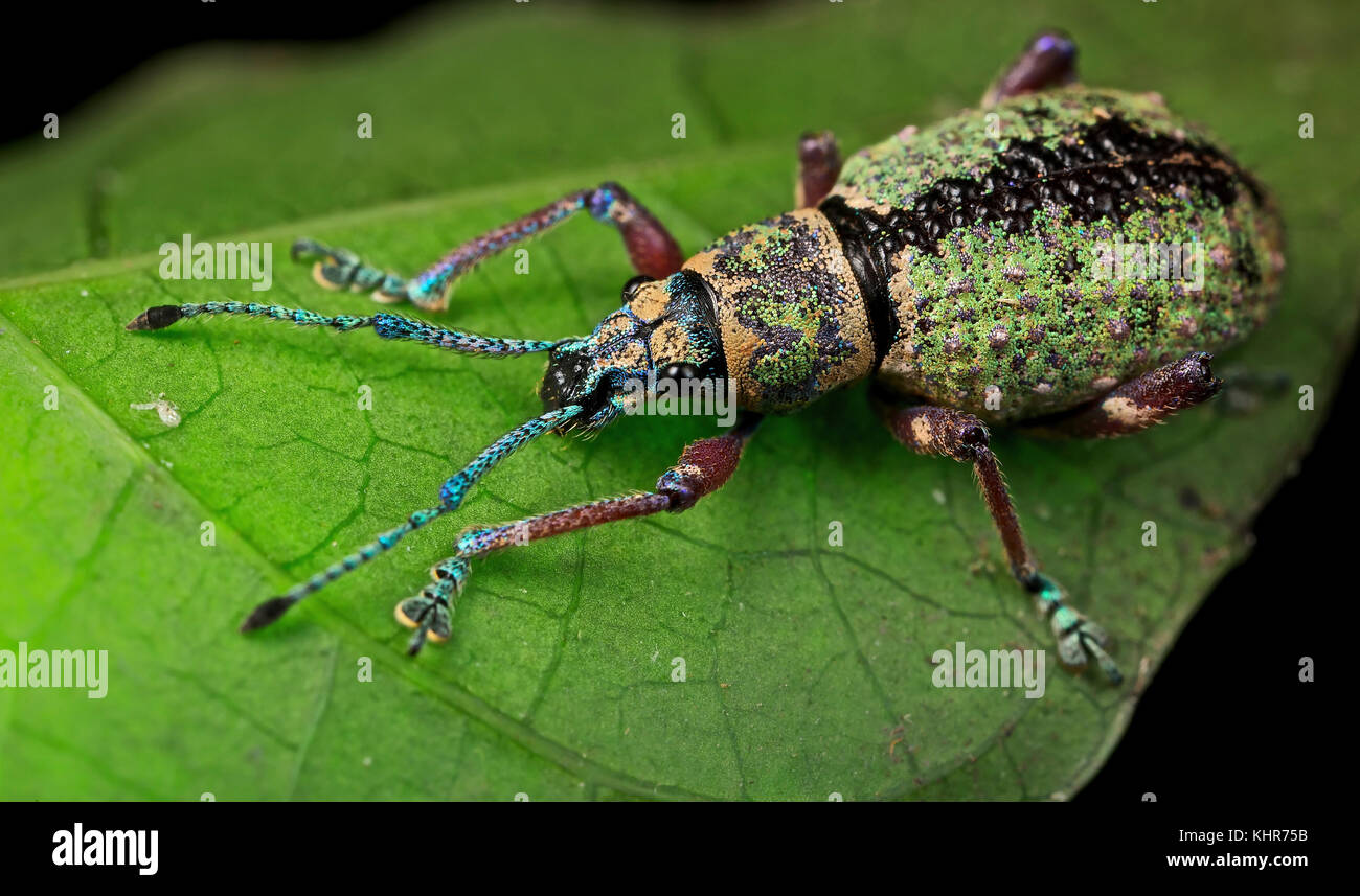 True Weevil (Curculionidae) with iridescent scales, Amani Nature ...