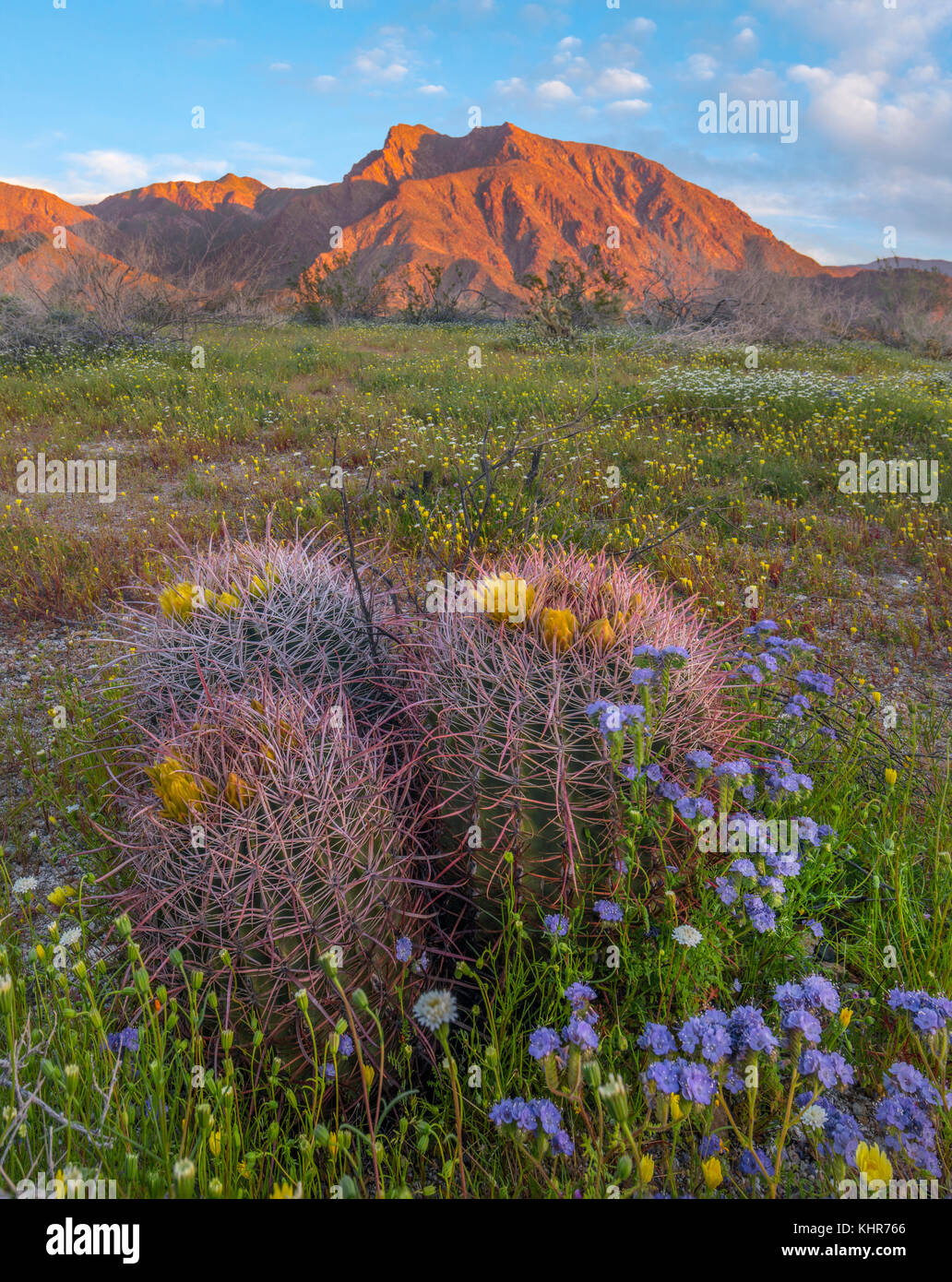 Desert Bluebell (Phacelia campanularia) flowers in spring bloom with ...
