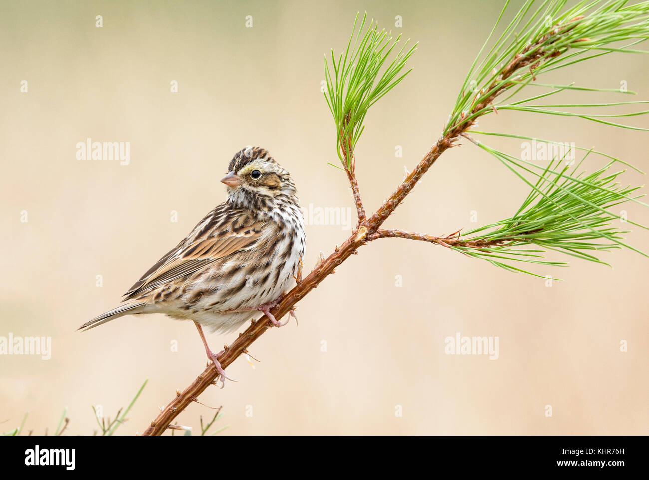 Savannah Sparrow (Passerculus sandwichensis), Texas Stock Photo - Alamy
