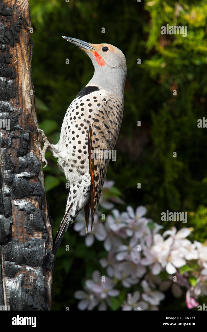 Northern Flicker (Colaptes auratus) male, Troy, Montana Stock Photo - Alamy