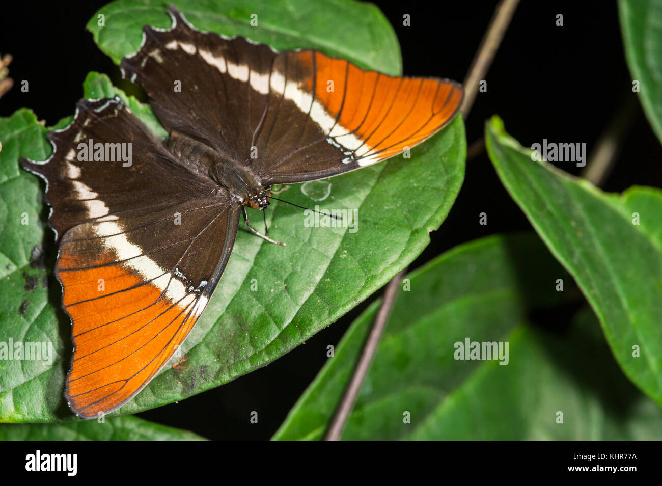 Rusty-tipped Page (Siproeta epaphus) butterfly, Mindo Cloud Forest ...