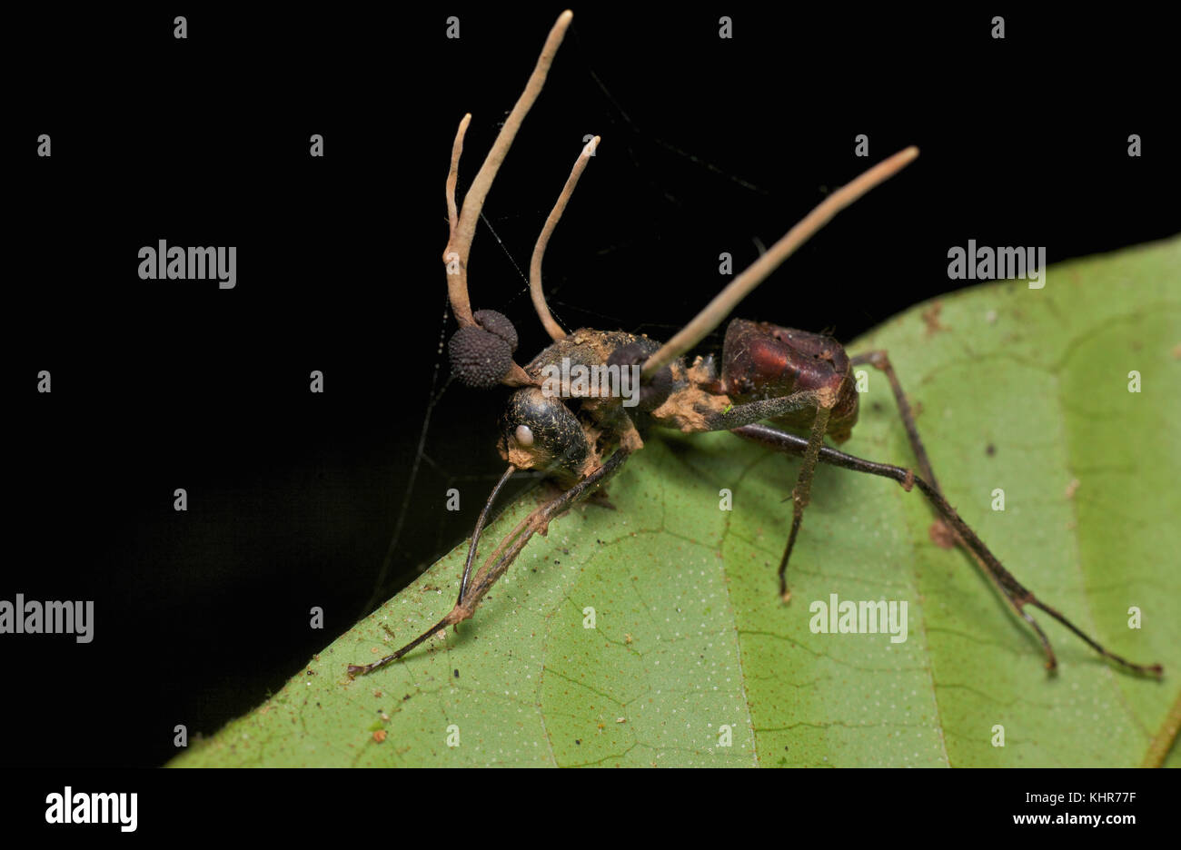 Giant Forest Ant (Camponotus gigas) infected with Sac Fungus (Cordyceps ...
