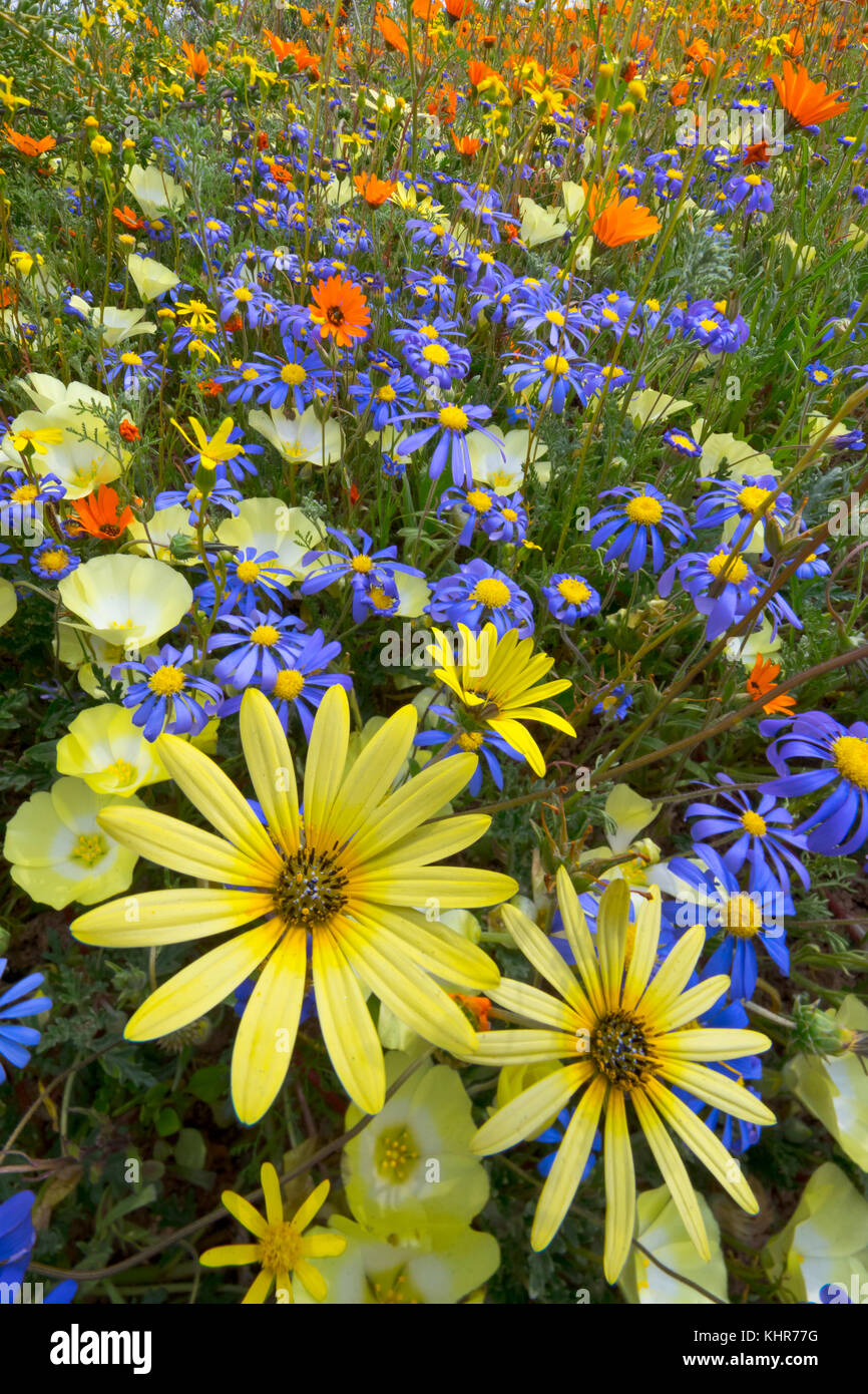Glandular Cape Marigold (Dimorphotheca sinuata) and Kingfisher Daisy ...