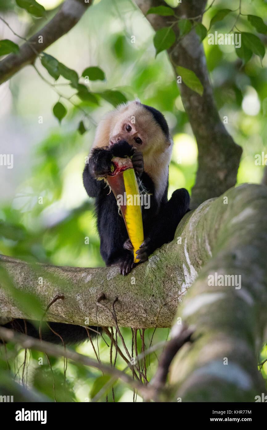 White-faced Capuchin (Cebus capucinus) feeding on Chestnut-mandibled ...