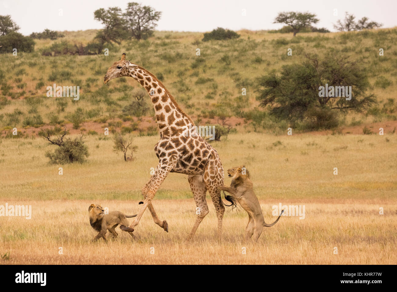 African Lion (Panthera leo) males hunting South African Giraffe ...