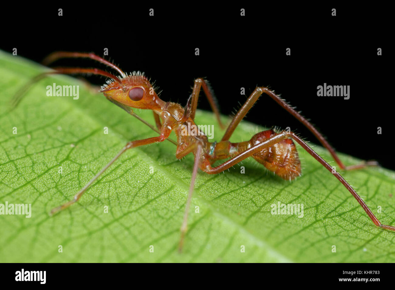 Broad-headed Bug (Alydidae), ant mimic, nymph, Corcovado National Park ...
