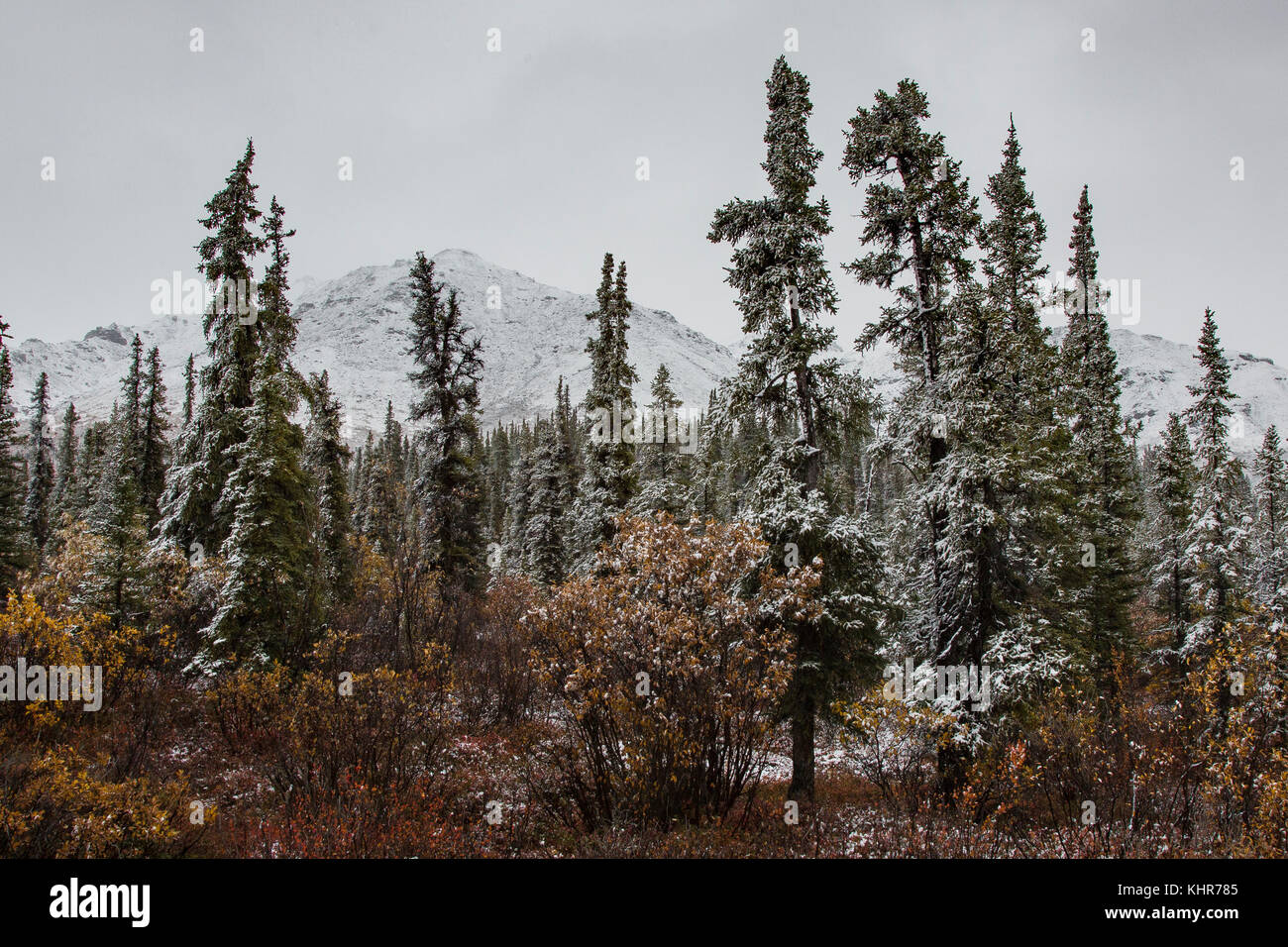 First snowfall on taiga, Alaska Range, Denali National Park, Alaska ...