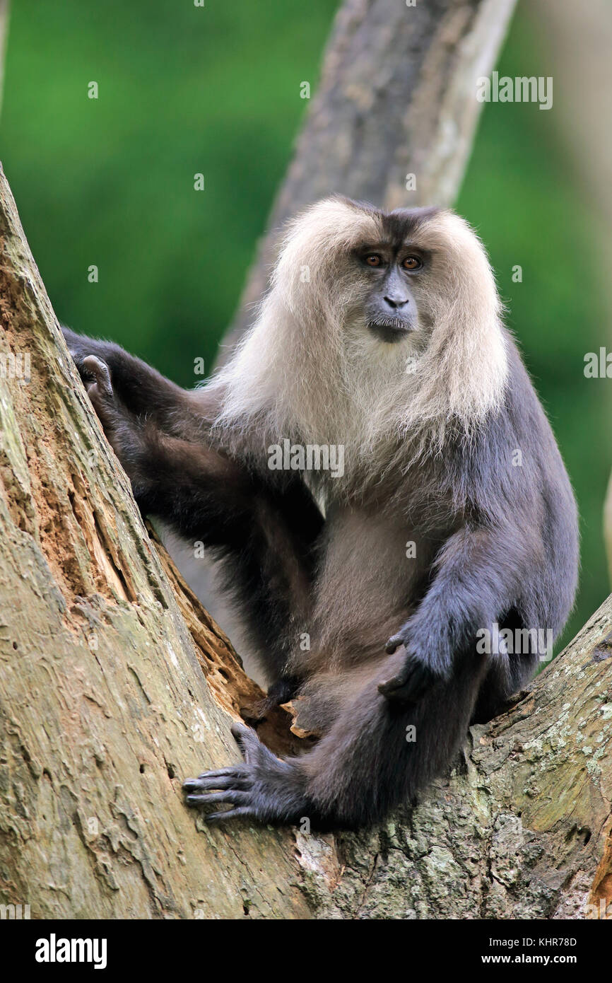 Lion-tailed Macaque (Macaca silenus), Singapore Zoo, Singapore Stock ...