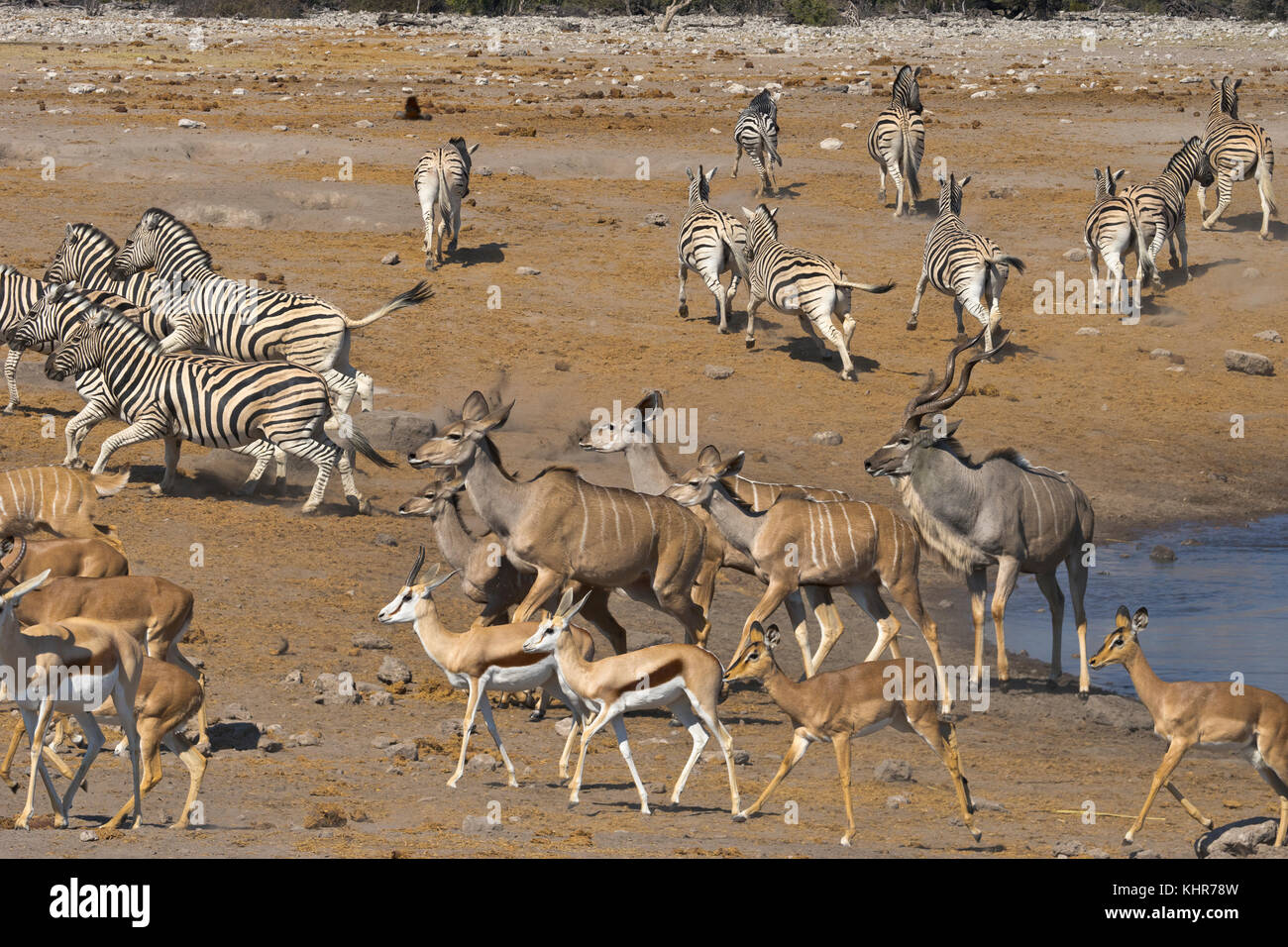 Greater Kudu (Tragelaphus strepsiceros) group, Springbok (Antidorcas ...