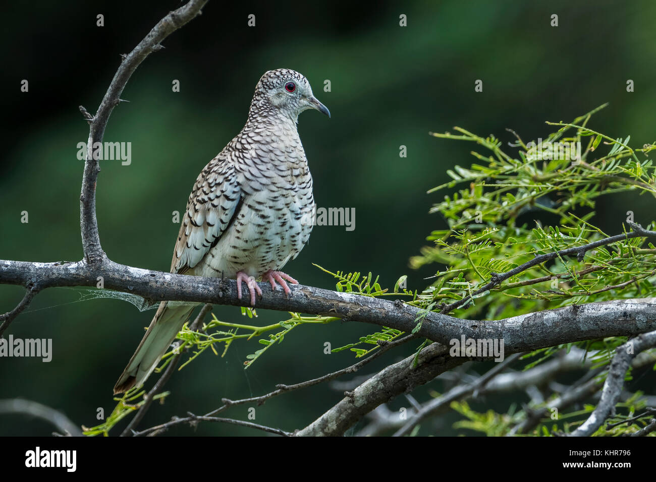 Scaled Dove (Columbina squammata), Guajira Peninsula, Colombia Stock ...