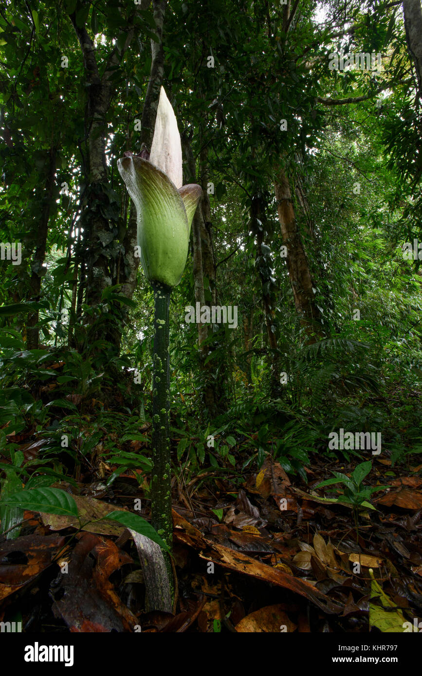 Giant Voodoo Lily (Amorphophallus hewittii) inflorescence in lowland ...