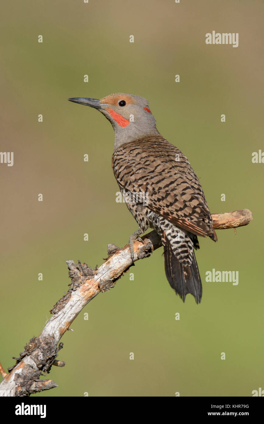 Northern Flicker (Colaptes auratus) male, British Columbia, Canada ...