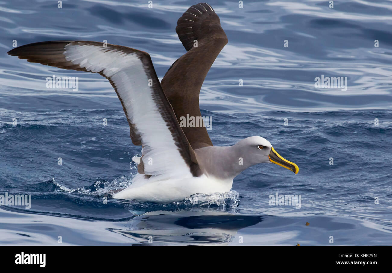 Buller's Albatross (Thalassarche bulleri) taking flight, Eaglehawk Neck ...