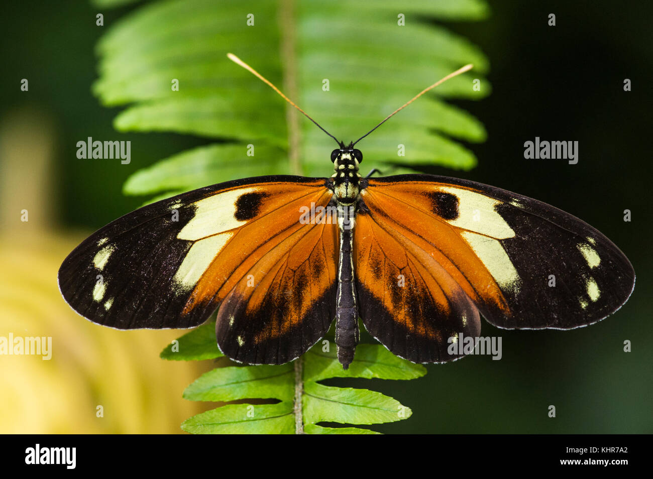 Heliconius Butterfly (Heliconius sp), Mindo Cloud Forest, Ecuador Stock ...