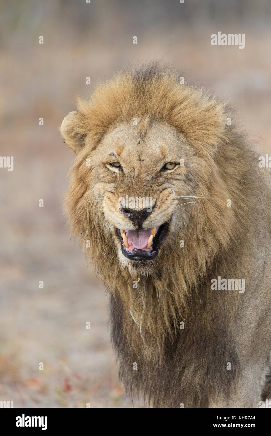 African Lion (Panthera leo) male flehming, Sabi-sands Game Reserve ...
