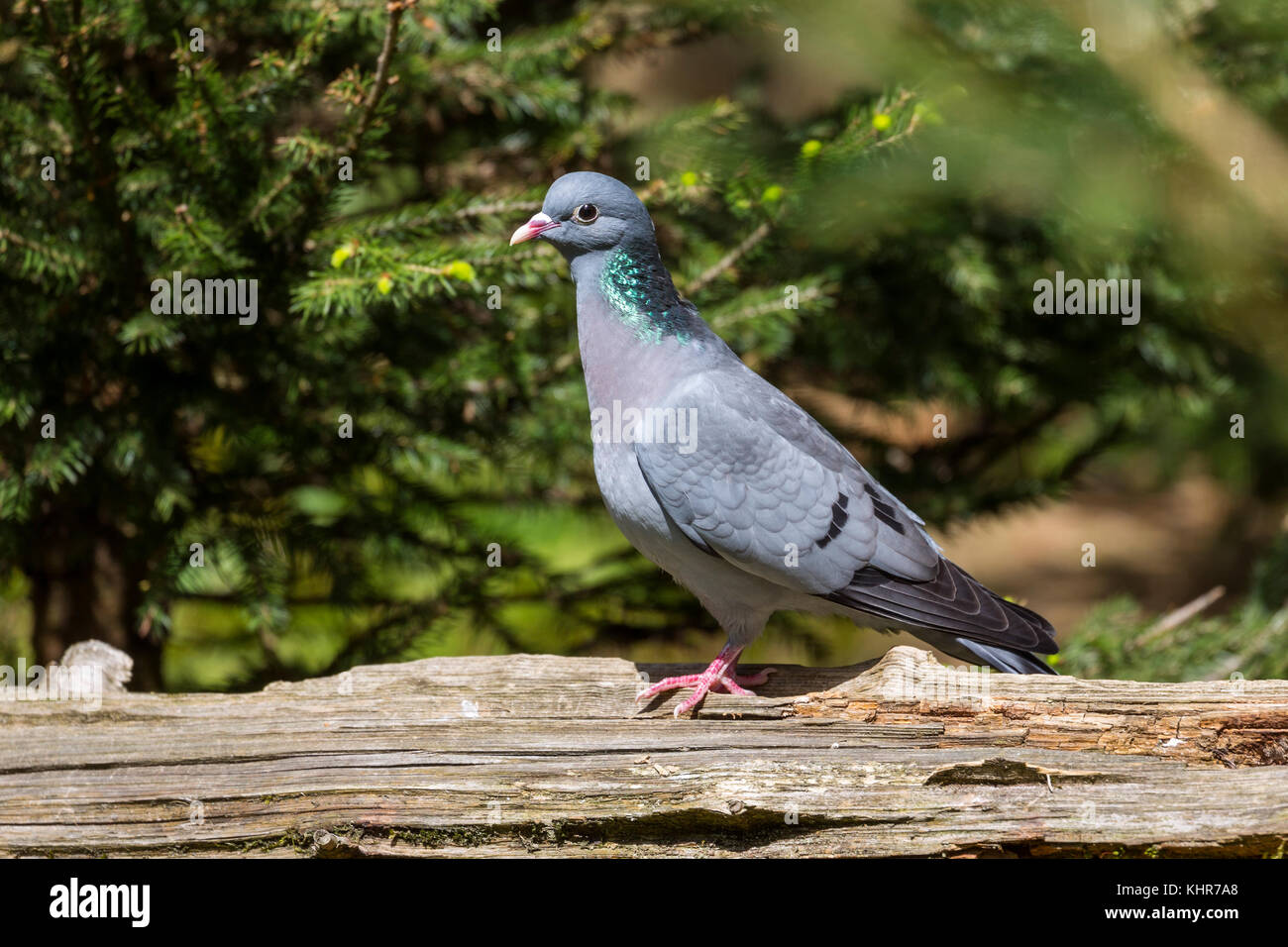 Stock Dove (Columba oenas), native to Europe Stock Photo - Alamy
