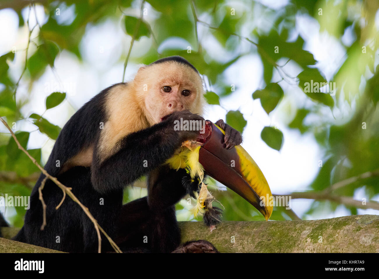 White-faced Capuchin (Cebus capucinus) feeding on Chestnut-mandibled ...