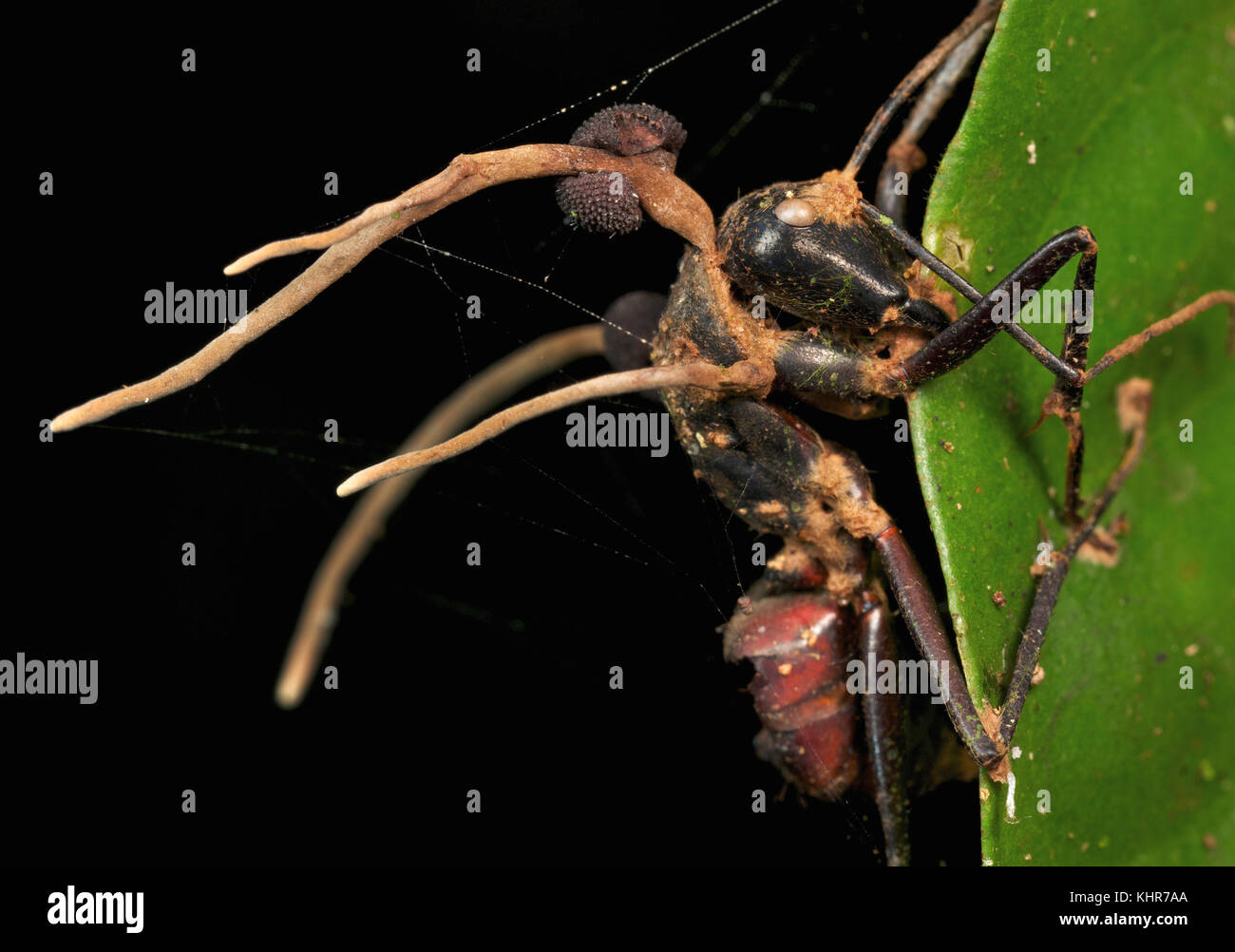 Giant Forest Ant (Camponotus gigas) with Fungus (Ophiocordyceps ...