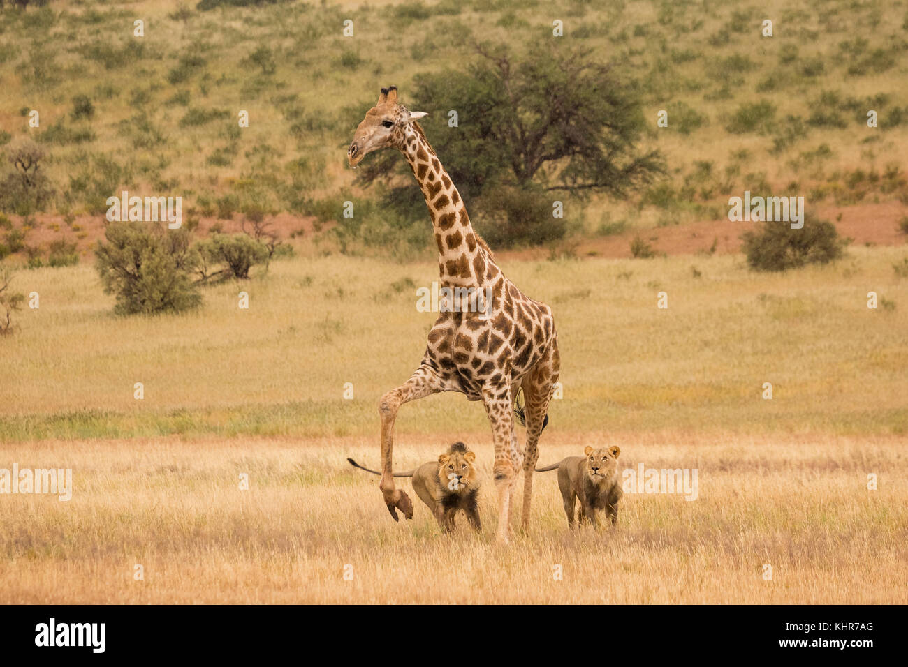 Lion Hunting Giraffe